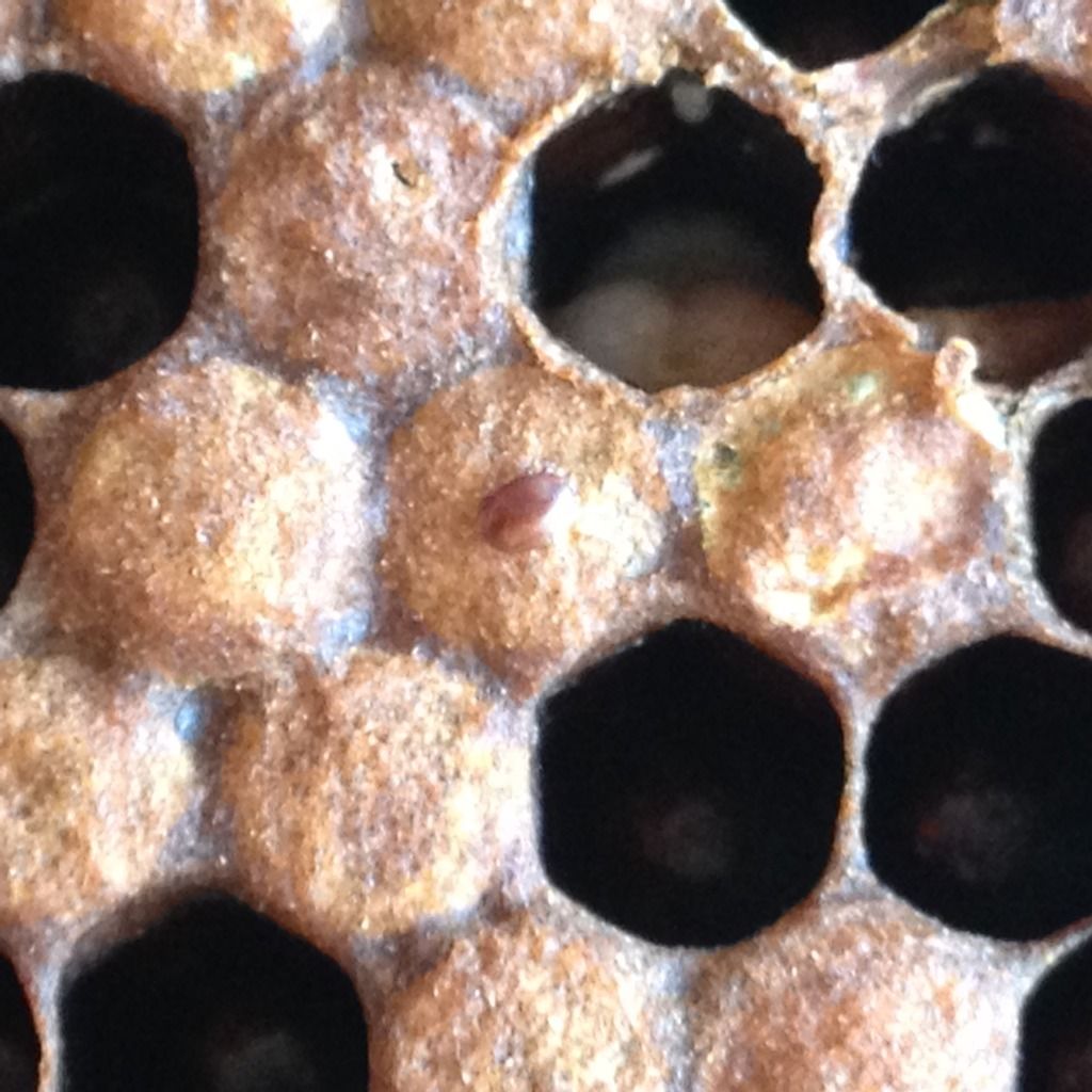 Mite ID | Beesource Beekeeping Forums